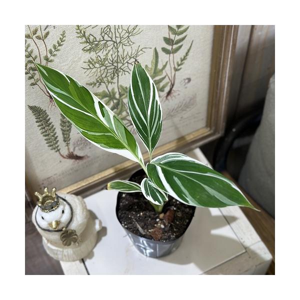 ■タグ観葉植物 多肉植物 インテリアプランツ インテリアグリーン インドアグリーン 耐乾性 乾燥 暑さ に強い 育つ 育てる 育てやすい 初心者 室内園芸 園芸 ガーデニング ベランダシェード 新生活 リビング デスク オフィス 事務所 台...
