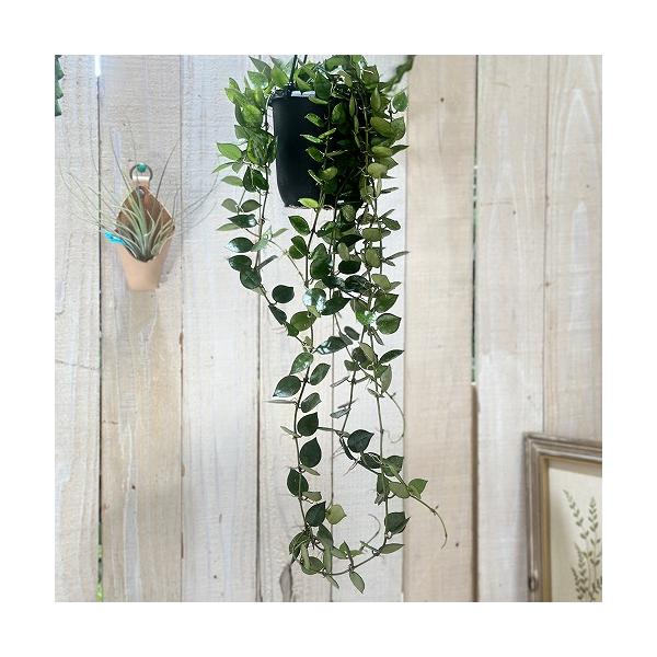 ■タグサクララン クロニアーナ 観葉植物 多肉植物 インテリアプランツ インテリアグリーン インドアグリーン 耐乾性 乾燥 暑さ に強い 育つ 育てる 育てやすい 初心者 室内園芸 園芸 ガーデニング ベランダシェード 新生活 リビング デ...