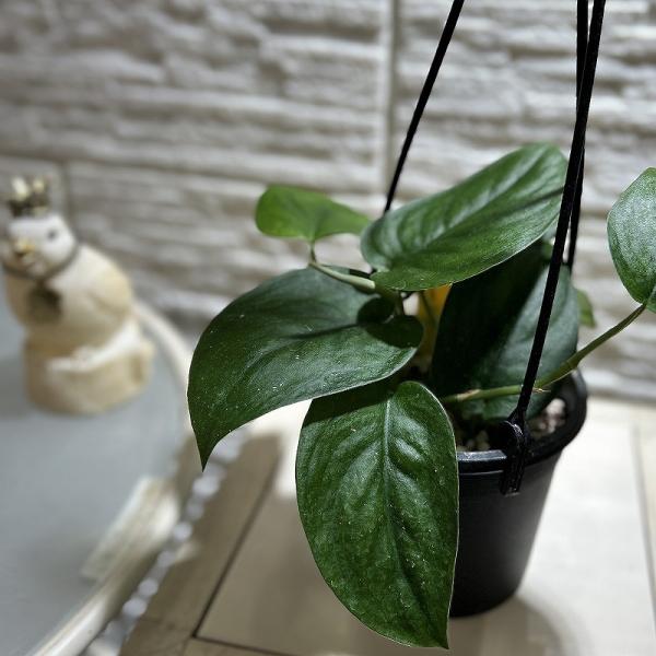 ■タグ観葉植物 多肉植物 インテリアプランツ インテリアグリーン インドアグリーン 耐乾性 乾燥 暑さ に強い 育つ 育てる 育てやすい 初心者 室内園芸 園芸 ガーデニング ベランダシェード 新生活 リビング デスク オフィス 事務所 台...