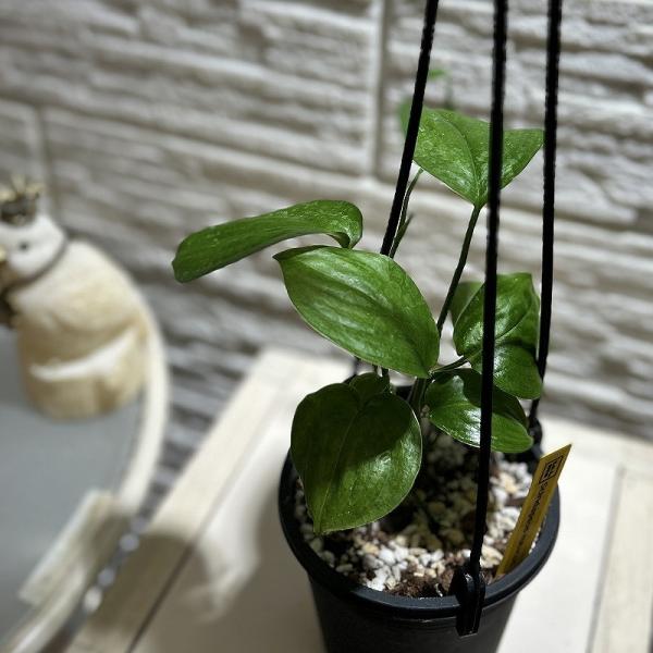 ■タグ観葉植物 多肉植物 インテリアプランツ インテリアグリーン インドアグリーン 耐乾性 乾燥 暑さ に強い 育つ 育てる 育てやすい 初心者 室内園芸 園芸 ガーデニング ベランダシェード 新生活 リビング デスク オフィス 事務所 台...