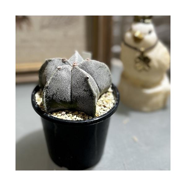 ■タグランポー玉 ヘキラン ミリオスティグマヌダム 観葉植物 多肉植物 インテリアプランツ インテリアグリーン インドアグリーン 耐乾性 乾燥 暑さ に強い 育つ 育てる 育てやすい 初心者 室内園芸 園芸 ガーデニング ベランダシェード ...