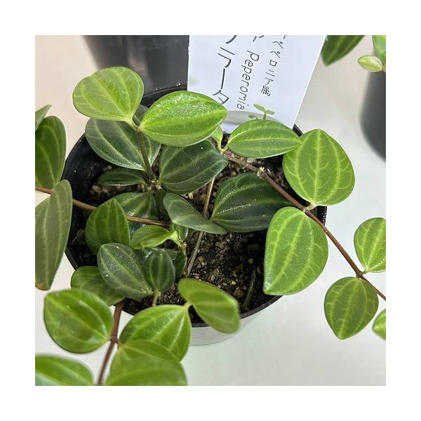 ■タグ観葉植物 多肉植物 インテリアプランツ インテリアグリーン インドアグリーン 耐乾性 乾燥 暑さ に強い 育つ 育てる 育てやすい 初心者 室内園芸 園芸 ガーデニング ベランダシェード 新生活 リビング デスク オフィス 事務所 台...