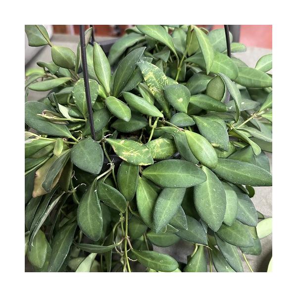 ■タグ観葉植物 多肉植物 インテリアプランツ インテリアグリーン インドアグリーン 耐乾性 乾燥 暑さ に強い 育つ 育てる 育てやすい 初心者 室内園芸 園芸 ガーデニング ベランダシェード 新生活 リビング デスク オフィス 事務所 台...