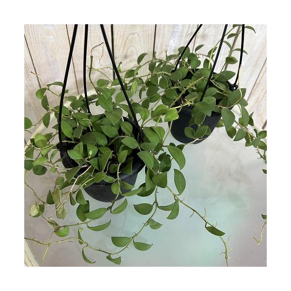 ■タグ観葉植物 多肉植物 インテリアプランツ インテリアグリーン インドアグリーン 耐乾性 乾燥 暑さ に強い 育つ 育てる 育てやすい 初心者 室内園芸 園芸 ガーデニング ベランダシェード 新生活 リビング デスク オフィス 事務所 台...