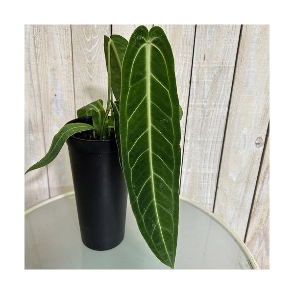 ■タグ観葉植物 多肉植物 インテリアプランツ インテリアグリーン インドアグリーン 耐乾性 乾燥 暑さ に強い 育つ 育てる 育てやすい 初心者 室内園芸 園芸 ガーデニング ベランダシェード 新生活 リビング デスク オフィス 事務所 台...