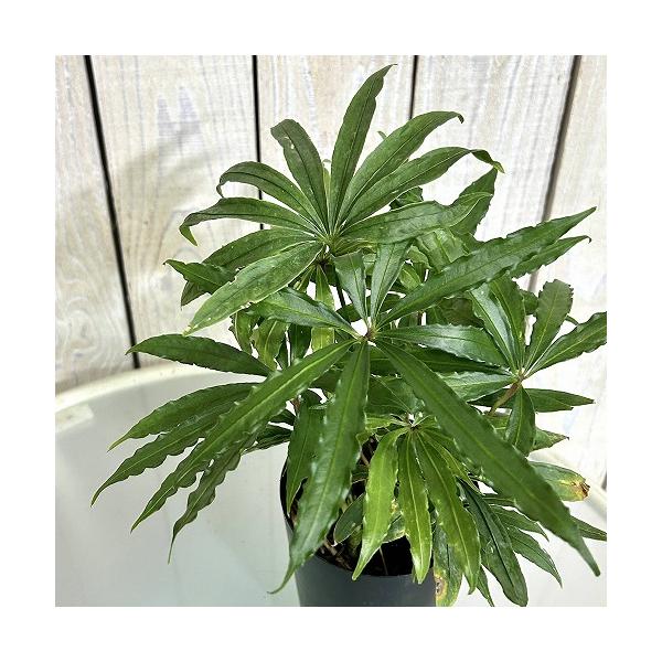 ■タグ観葉植物 多肉植物 インテリアプランツ インテリアグリーン インドアグリーン 耐乾性 乾燥 暑さ に強い 育つ 育てる 育てやすい 初心者 室内園芸 園芸 ガーデニング ベランダシェード 新生活 リビング デスク オフィス 事務所 台...