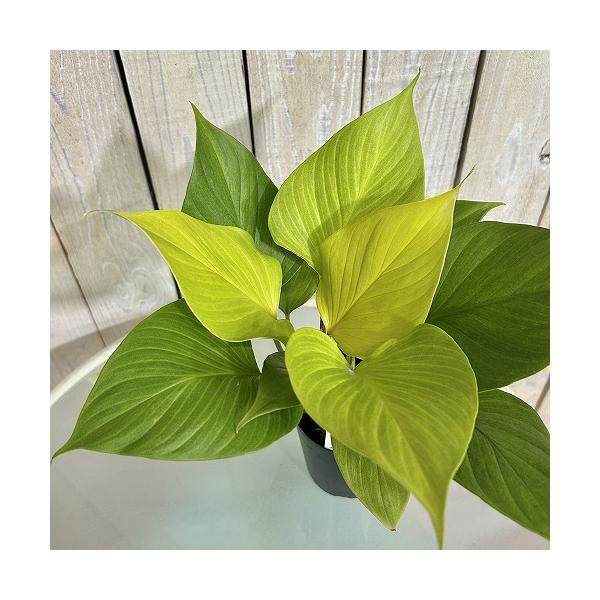 ■タグ観葉植物 多肉植物 インテリアプランツ インテリアグリーン インドアグリーン 耐乾性 乾燥 暑さ に強い 育つ 育てる 育てやすい 初心者 室内園芸 園芸 ガーデニング ベランダシェード 新生活 リビング デスク オフィス 事務所 台...