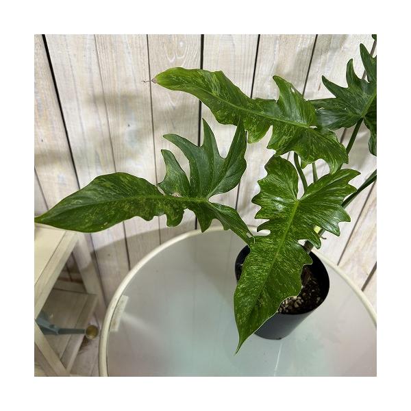 ■タグ観葉植物 多肉植物 インテリアプランツ インテリアグリーン インドアグリーン 耐乾性 乾燥 暑さ に強い 育つ 育てる 育てやすい 初心者 室内園芸 園芸 ガーデニング ベランダシェード 新生活 リビング デスク オフィス 事務所 台...