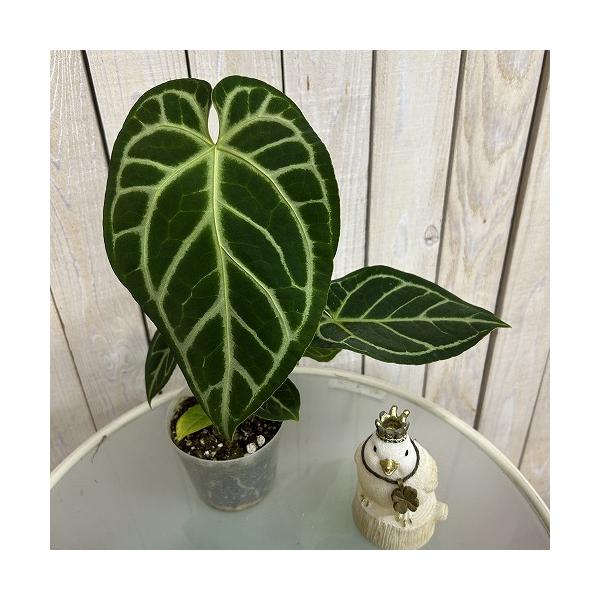 ■タグアンスリューム アンスリュウム 原種 観葉植物 多肉植物 インテリアプランツ インテリアグリーン インドアグリーン 耐乾性 乾燥 暑さ に強い 育つ 育てる 育てやすい 初心者 室内園芸 園芸 ガーデニング ベランダシェード 新生活 ...