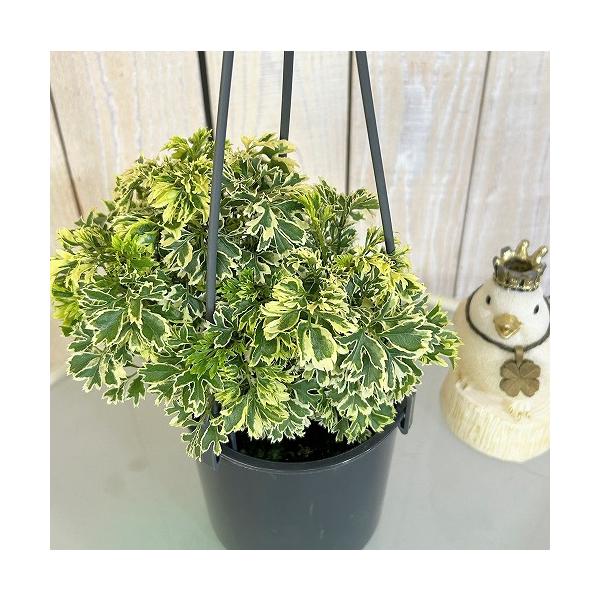 ■タグ観葉植物 多肉植物 インテリアプランツ インテリアグリーン インドアグリーン 耐乾性 乾燥 暑さ に強い 育つ 育てる 育てやすい 初心者 室内園芸 園芸 ガーデニング ベランダシェード 新生活 リビング デスク オフィス 事務所 台...