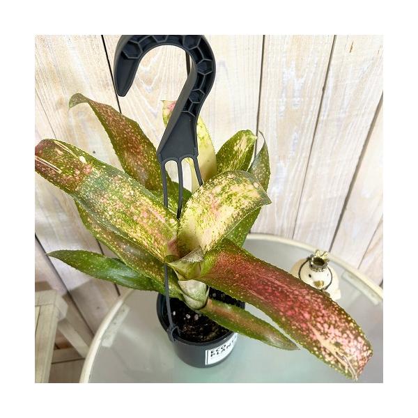 ■タグ観葉植物 多肉植物 インテリアプランツ インテリアグリーン インドアグリーン 耐乾性 乾燥 暑さ に強い 育つ 育てる 育てやすい 初心者 室内園芸 園芸 ガーデニング ベランダシェード 新生活 リビング デスク オフィス 事務所 台...