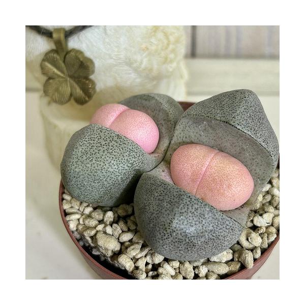 ■タグ観葉植物 多肉植物 インテリアプランツ インテリアグリーン インドアグリーン 耐乾性 乾燥 暑さ に強い 育つ 育てる 育てやすい 初心者 室内園芸 園芸 ガーデニング ベランダシェード 新生活 リビング デスク オフィス 事務所 台...