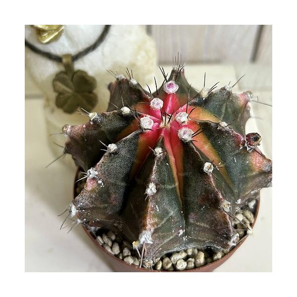 ■タグ観葉植物 多肉植物 インテリアプランツ インテリアグリーン インドアグリーン 耐乾性 乾燥 暑さ に強い 育つ 育てる 育てやすい 初心者 室内園芸 園芸 ガーデニング ベランダシェード 新生活 リビング デスク オフィス 事務所 台...