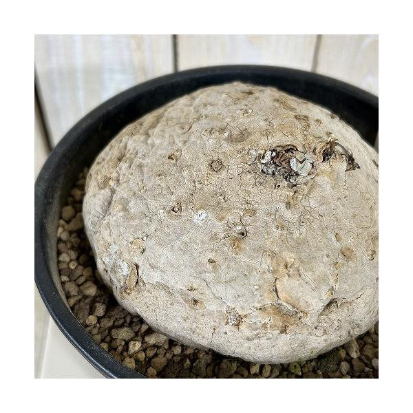 ■タグ観葉植物 多肉植物 インテリアプランツ インテリアグリーン インドアグリーン 耐乾性 乾燥 暑さ に強い 育つ 育てる 育てやすい 初心者 室内園芸 園芸 ガーデニング ベランダシェード 新生活 リビング デスク オフィス 事務所 台...