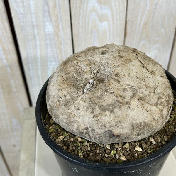 ■タグ観葉植物 多肉植物 インテリアプランツ インテリアグリーン インドアグリーン 耐乾性 乾燥 暑さ に強い 育つ 育てる 育てやすい 初心者 室内園芸 園芸 ガーデニング ベランダシェード 新生活 リビング デスク オフィス 事務所 台...