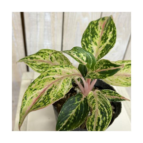 ■タグ観葉植物 多肉植物 インテリアプランツ インテリアグリーン インドアグリーン 耐乾性 乾燥 暑さ に強い 育つ 育てる 育てやすい 初心者 室内園芸 園芸 ガーデニング ベランダシェード 新生活 リビング デスク オフィス 事務所 台...