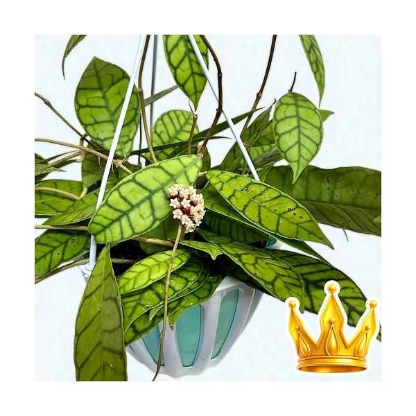 ■タグサクララン 観葉植物 多肉植物 インテリアプランツ インテリアグリーン インドアグリーン 耐乾性 乾燥 暑さ に強い 育つ 育てる 育てやすい 初心者 室内園芸 園芸 ガーデニング ベランダシェード 新生活 リビング デスク オフィス...