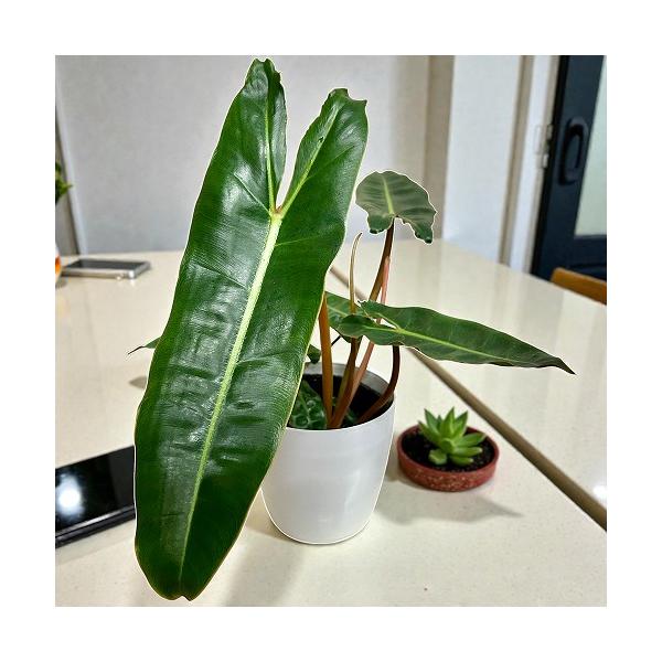 ■タグヴィレッティアエ 観葉植物 多肉植物 インテリアプランツ インテリアグリーン インドアグリーン 耐乾性 乾燥 暑さ に強い 育つ 育てる 育てやすい 初心者 室内園芸 園芸 ガーデニング ベランダシェード 新生活 リビング デスク オ...