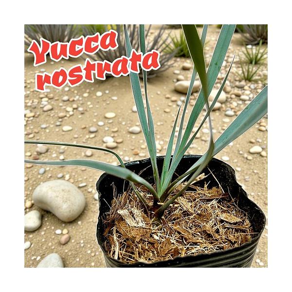 ■タグ観葉植物 多肉植物 インテリアプランツ インテリアグリーン インドアグリーン 耐乾性 乾燥 暑さ に強い 育つ 育てる 育てやすい 初心者 室内園芸 園芸 ガーデニング ベランダシェード 新生活 リビング デスク オフィス 事務所 台...