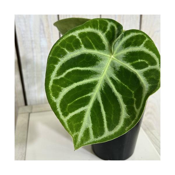 ※入荷時より葉に大きな傷みのある商品です。傷などを気にする方は予め購入をお控えください。■タグシロシマウチワ 観葉植物 多肉植物 インテリアプランツ インテリアグリーン インドアグリーン 耐乾性 乾燥 暑さ に強い 育つ 育てる 育てやすい...