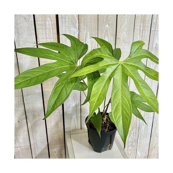 ■タグ観葉植物 多肉植物 インテリアプランツ インテリアグリーン インドアグリーン 耐乾性 乾燥 暑さ に強い 育つ 育てる 育てやすい 初心者 室内園芸 園芸 ガーデニング ベランダシェード 新生活 リビング デスク オフィス 事務所 台...