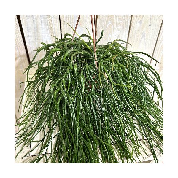 ■タグ観葉植物 多肉植物 インテリアプランツ インテリアグリーン インドアグリーン 耐乾性 乾燥 暑さ に強い 育つ 育てる 育てやすい 初心者 室内園芸 園芸 ガーデニング ベランダシェード 新生活 リビング デスク オフィス 事務所 台...