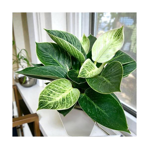 ■タグ観葉植物 多肉植物 インテリアプランツ インテリアグリーン インドアグリーン 耐乾性 乾燥 暑さ に強い 育つ 育てる 育てやすい 初心者 室内園芸 園芸 ガーデニング ベランダシェード 新生活 リビング デスク オフィス 事務所 台...