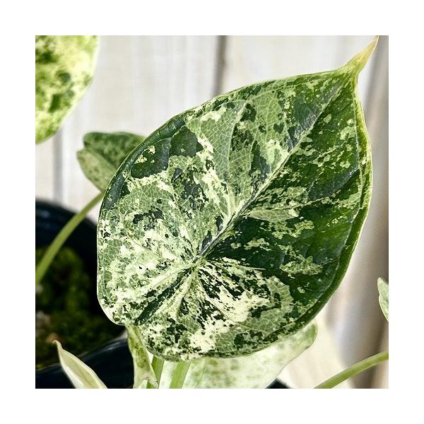 ■タグアロカシア 斑入り 熱帯植物 観葉植物 多肉植物 インテリアプランツ インテリアグリーン インドアグリーン 耐乾性 乾燥 暑さ に強い 育つ 育てる 育てやすい 初心者 室内園芸 園芸 ガーデニング ベランダシェード 新生活 リビング...