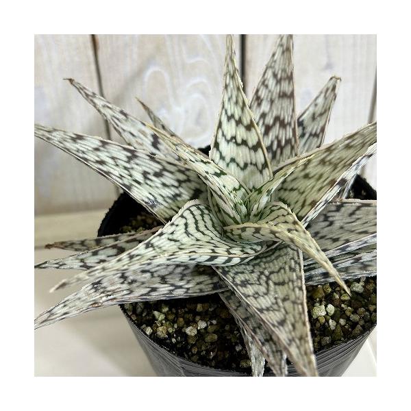 ■タグ観葉植物 多肉植物 インテリアプランツ インテリアグリーン インドアグリーン 耐乾性 乾燥 暑さ に強い 育つ 育てる 育てやすい 初心者 室内園芸 園芸 ガーデニング ベランダシェード 新生活 リビング デスク オフィス 事務所 台...