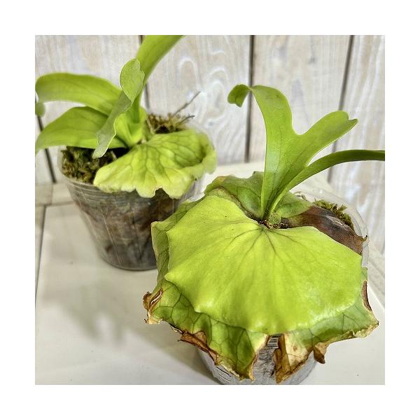 ■タグプラティセリウム 麋角羊歯 素材 観葉植物 多肉植物 インテリアプランツ インテリアグリーン インドアグリーン 耐乾性 乾燥 暑さ に強い 育つ 育てる 育てやすい 初心者 室内園芸 園芸 ガーデニング ベランダシェード 新生活 リビ...