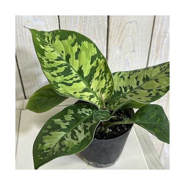 ■タグ迷彩柄 観葉植物 多肉植物 インテリアプランツ インテリアグリーン インドアグリーン 耐乾性 乾燥 暑さ に強い 育つ 育てる 育てやすい 初心者 室内園芸 園芸 ガーデニング ベランダシェード 新生活 リビング デスク オフィス 事...