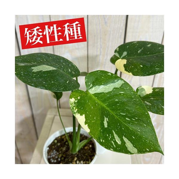 ■タグ観葉植物 多肉植物 インテリアプランツ インテリアグリーン インドアグリーン 耐乾性 乾燥 暑さ に強い 育つ 育てる 育てやすい 初心者 室内園芸 園芸 ガーデニング ベランダシェード 新生活 リビング デスク オフィス 事務所 台...