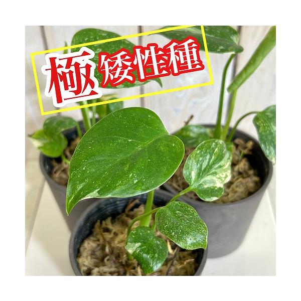 ※こちらの商品はグレーの鉢カバーから白いスリット鉢に変更されました。ご了承の上お買い求めください。■タグ観葉植物 多肉植物 インテリアプランツ インテリアグリーン インドアグリーン 耐乾性 乾燥 暑さ に強い 育つ 育てる 育てやすい 初心...