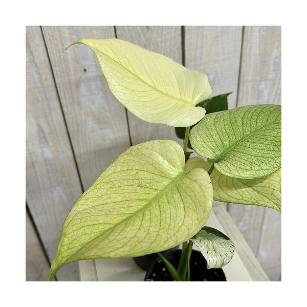 ■タグ観葉植物 多肉植物 インテリアプランツ インテリアグリーン インドアグリーン 耐乾性 乾燥 暑さ に強い 育つ 育てる 育てやすい 初心者 室内園芸 園芸 ガーデニング ベランダシェード 新生活 リビング デスク オフィス 事務所 台...