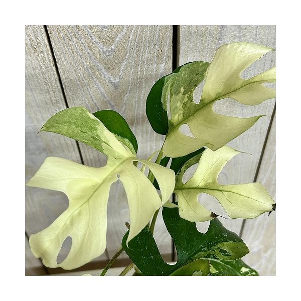 ■タグヒメモンステラ 観葉植物 多肉植物 インテリアプランツ インテリアグリーン インドアグリーン 耐乾性 乾燥 暑さ に強い 育つ 育てる 育てやすい 初心者 室内園芸 園芸 ガーデニング ベランダシェード 新生活 リビング デスク オフ...