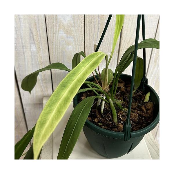 ■タグ観葉植物 多肉植物 インテリアプランツ インテリアグリーン インドアグリーン 耐乾性 乾燥 暑さ に強い 育つ 育てる 育てやすい 初心者 室内園芸 園芸 ガーデニング ベランダシェード 新生活 リビング デスク オフィス 事務所 台...