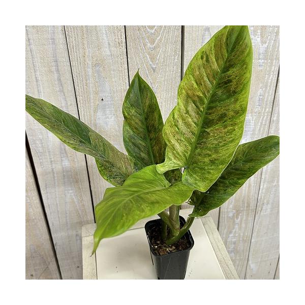 ■タグサブハスタータム 斑入り 観葉植物 多肉植物 インテリアプランツ インテリアグリーン インドアグリーン 耐乾性 乾燥 暑さ に強い 育つ 育てる 育てやすい 初心者 室内園芸 園芸 ガーデニング ベランダシェード 新生活 リビング デ...