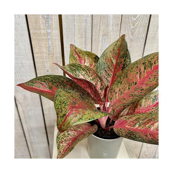 ■タグ観葉植物 多肉植物 インテリアプランツ インテリアグリーン インドアグリーン 耐乾性 乾燥 暑さ に強い 育つ 育てる 育てやすい 初心者 室内園芸 園芸 ガーデニング ベランダシェード 新生活 リビング デスク オフィス 事務所 台...