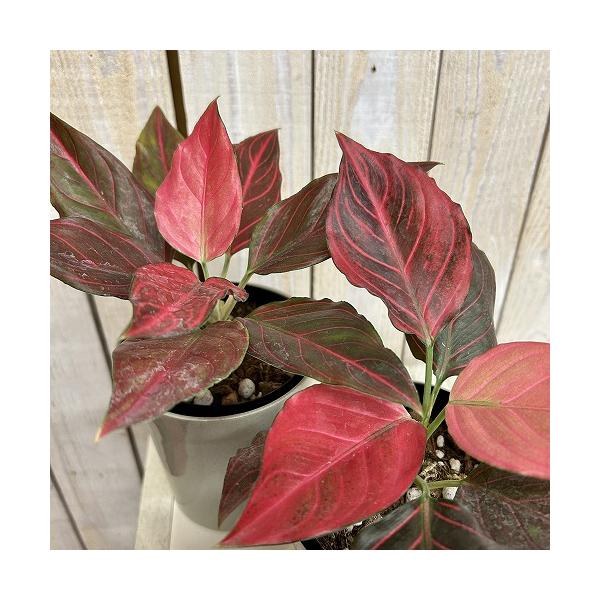 ■タグ観葉植物 多肉植物 インテリアプランツ インテリアグリーン インドアグリーン 耐乾性 乾燥 暑さ に強い 育つ 育てる 育てやすい 初心者 室内園芸 園芸 ガーデニング ベランダシェード 新生活 リビング デスク オフィス 事務所 台...