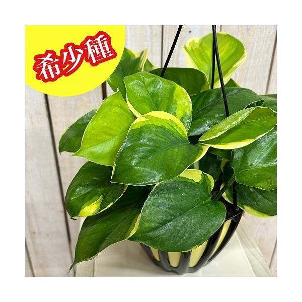 ■タグEpipremnum 観葉植物 多肉植物 インテリアプランツ インテリアグリーン インドアグリーン 耐乾性 乾燥 暑さ に強い 育つ 育てる 育てやすい 初心者 室内園芸 園芸 ガーデニング ベランダシェード 新生活 リビング デスク...