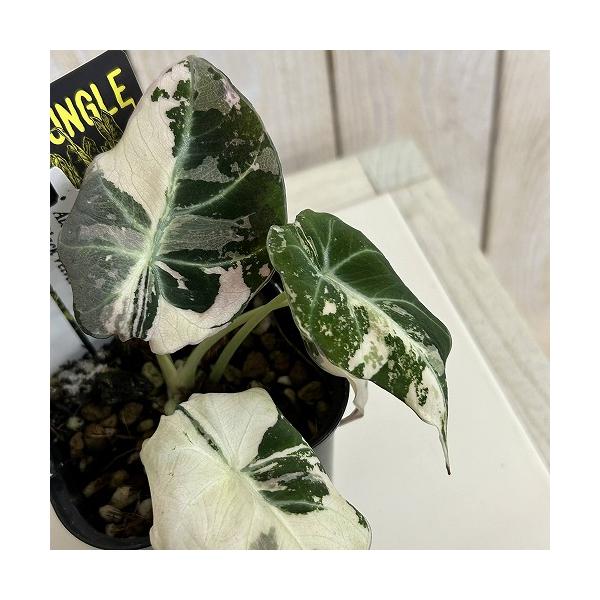 ■タグ観葉植物 多肉植物 インテリアプランツ インテリアグリーン インドアグリーン 耐乾性 乾燥 暑さ に強い 育つ 育てる 育てやすい 初心者 室内園芸 園芸 ガーデニング ベランダシェード 新生活 リビング デスク オフィス 事務所 台...