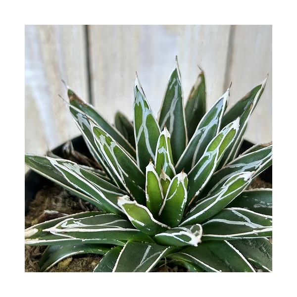 ■タグ観葉植物 多肉植物 インテリアプランツ インテリアグリーン インドアグリーン 耐乾性 乾燥 暑さ に強い 育つ 育てる 育てやすい 初心者 室内園芸 園芸 ガーデニング ベランダシェード 新生活 リビング デスク オフィス 事務所 台...