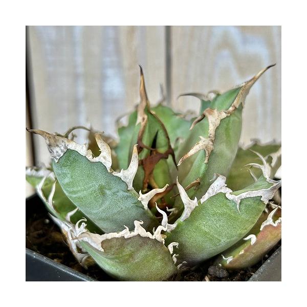 ■タグ観葉植物 多肉植物 インテリアプランツ インテリアグリーン インドアグリーン 耐乾性 乾燥 暑さ に強い 育つ 育てる 育てやすい 初心者 室内園芸 園芸 ガーデニング ベランダシェード 新生活 リビング デスク オフィス 事務所 台...