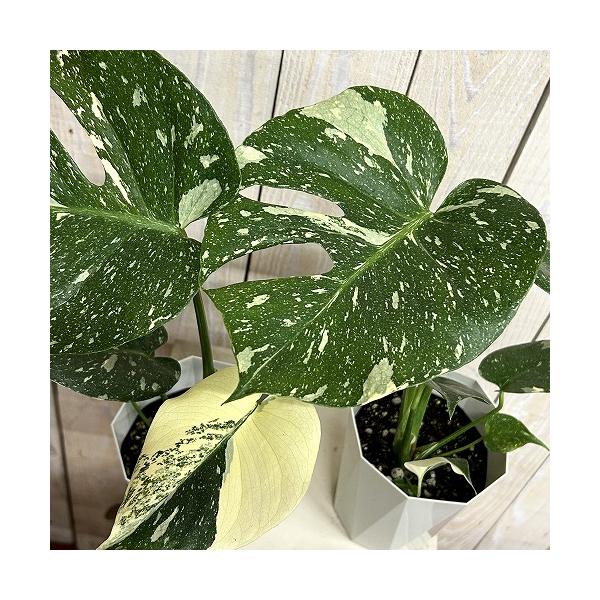 ■タグ観葉植物 多肉植物 インテリアプランツ インテリアグリーン インドアグリーン 耐乾性 乾燥 暑さ に強い 育つ 育てる 育てやすい 初心者 室内園芸 園芸 ガーデニング ベランダシェード 新生活 リビング デスク オフィス 事務所 台...