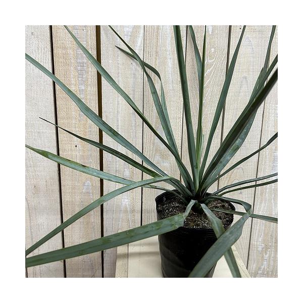 ■タグドライガーデン 植栽 植木 植樹 観葉植物 多肉植物 インテリアプランツ インテリアグリーン インドアグリーン 耐乾性 乾燥 暑さ に強い 育つ 育てる 育てやすい 初心者 室内園芸 園芸 ガーデニング ベランダシェード 新生活 リビ...