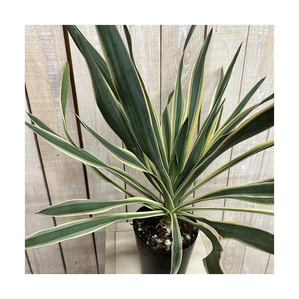 ■タグドライガーデン 植栽 植木 植樹 斑入り 観葉植物 多肉植物 インテリアプランツ インテリアグリーン インドアグリーン 耐乾性 乾燥 暑さ に強い 育つ 育てる 育てやすい 初心者 室内園芸 園芸 ガーデニング ベランダシェード 新生...