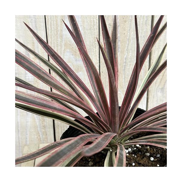 ■タグドライガーデン 植栽 植木 植樹 センジュラン 千寿蘭 斑入り 観葉植物 多肉植物 インテリアプランツ インテリアグリーン インドアグリーン 耐乾性 乾燥 暑さ に強い 育つ 育てる 育てやすい 初心者 室内園芸 園芸 ガーデニング ...