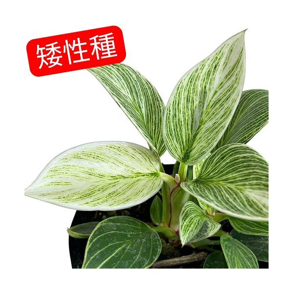 ■タグ観葉植物 多肉植物 インテリアプランツ インテリアグリーン インドアグリーン 育つ 育てる 育てやすい 初心者 室内園芸 ガーデニング ベランダ 新生活 リビング デスク オフィス 事務所 台所 キッチン お部屋 カウンター 家 サロ...