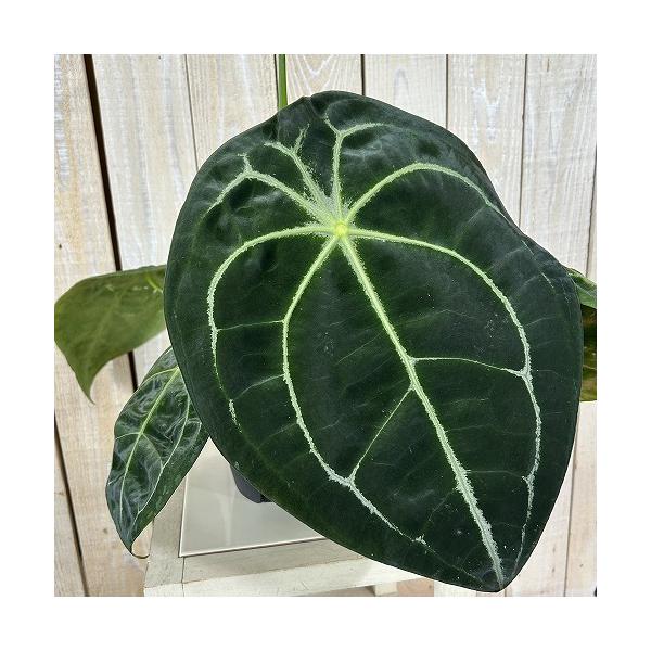 ■タグ観葉植物 多肉植物 インテリアプランツ インテリアグリーン インドアグリーン 育つ 育てる 育てやすい 初心者 室内園芸 ガーデニング ベランダ 新生活 リビング デスク オフィス 事務所 台所 キッチン お部屋 カウンター 家 サロ...