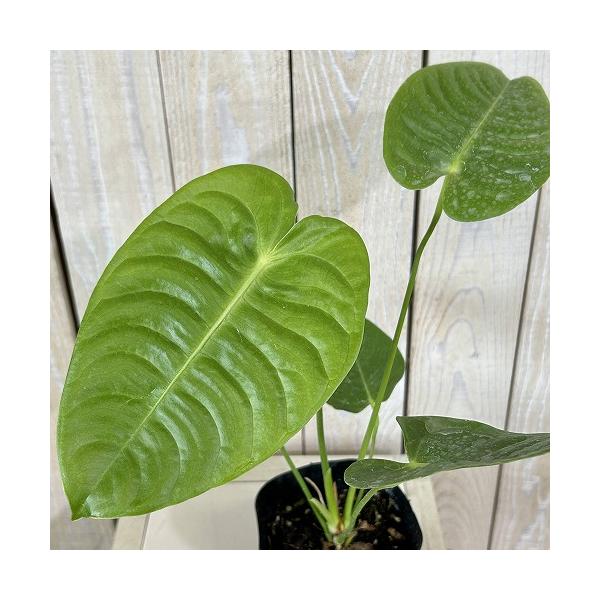 ■タグ観葉植物 多肉植物 インテリアプランツ インテリアグリーン インドアグリーン 育つ 育てる 育てやすい 初心者 室内園芸 ガーデニング ベランダ 新生活 リビング デスク オフィス 事務所 台所 キッチン お部屋 カウンター 家 サロ...